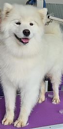 Samoyed Breeders, New Zealand