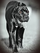 Cane Corso Breeders, Australia - Dogz Online