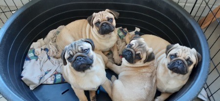 Pug Breeders, New Zealand