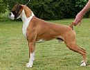 Boxer Breeders, Australia - Dogz Online