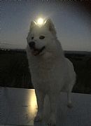 Samoyed Breeders, New Zealand