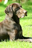 German Shorthaired Pointer Breeders, Australia - Dogz Online