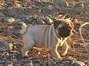 Pug Breeders, New Zealand