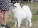 Samoyed Breeders, New Zealand