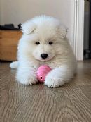 Samoyed Breeders, New Zealand