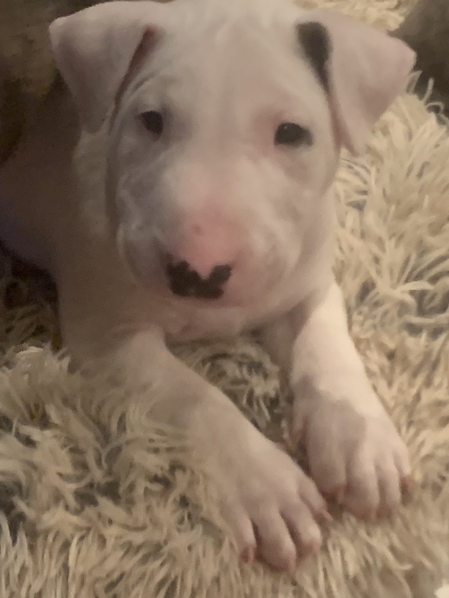 Bull Terrier Puppies for Sale in Australia
