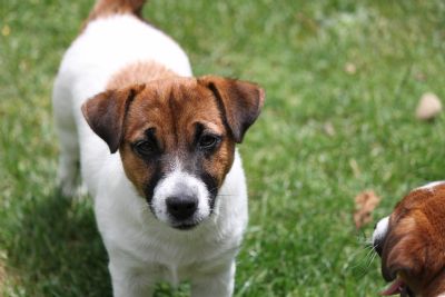 Jack Russell Terrier Profiles and Pedigrees