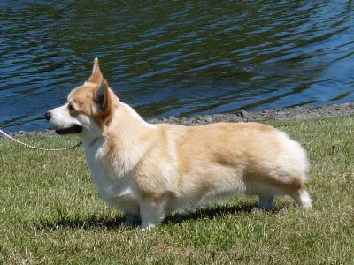 Welsh Corgi (Pembroke) Profiles and Pedigrees