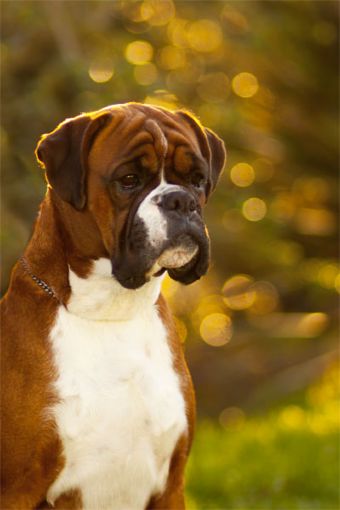 Boxer Profiles and Pedigrees