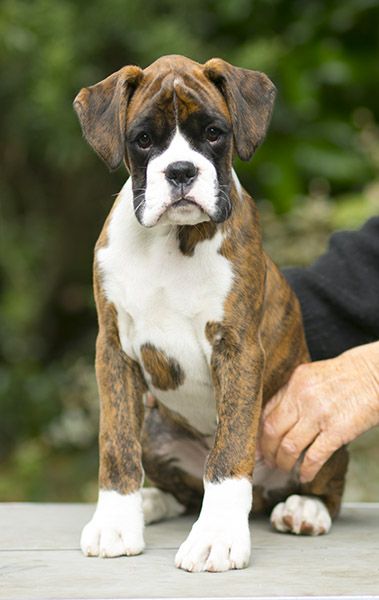Boxer Profiles and Pedigrees