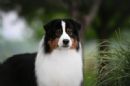 Dogz Online - The Pure Breed Dog Community of New Zealand