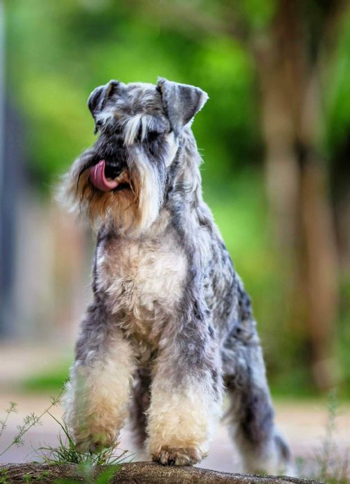 AG CH Dog-Otho’s From Me To You - Owned by Mrs Virginia Barlow