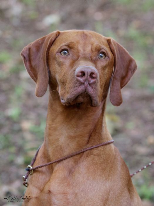 Addenhund Dalibor Sol - Owned by Jude Addenbrooke