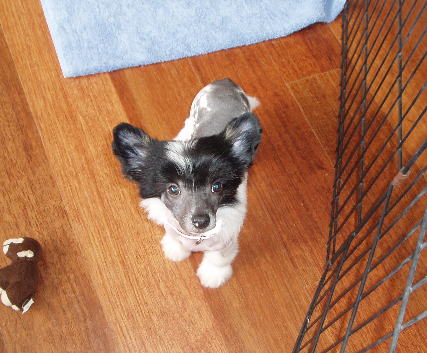 Franzell Diamonds N The Skye - Owned by Rose Paget