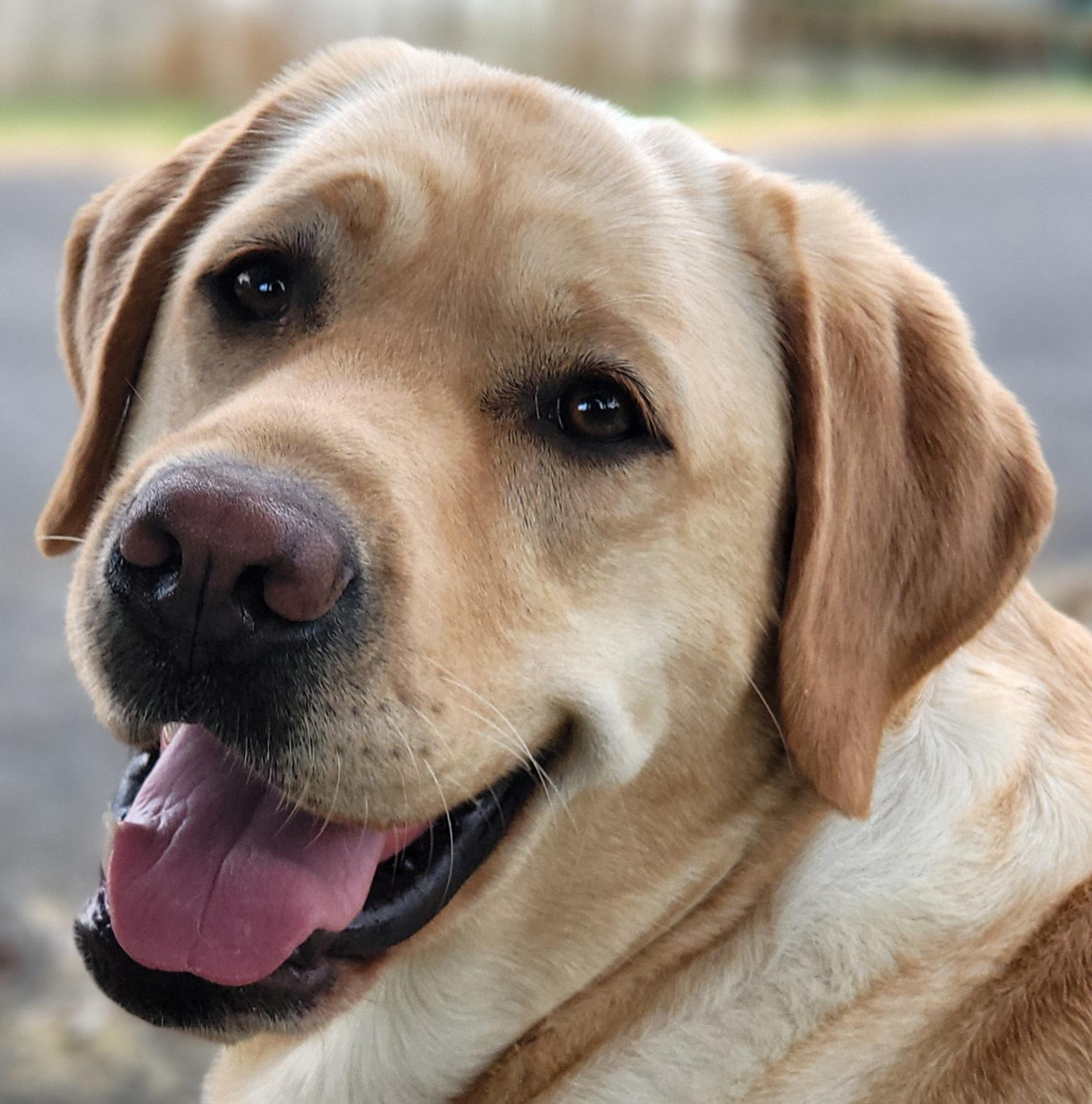 Labrador Retriever Profiles and Pedigrees