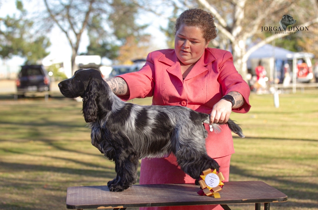 Konan When Stars Collide Cocker Spaniel - Owned by Zoe Hogg