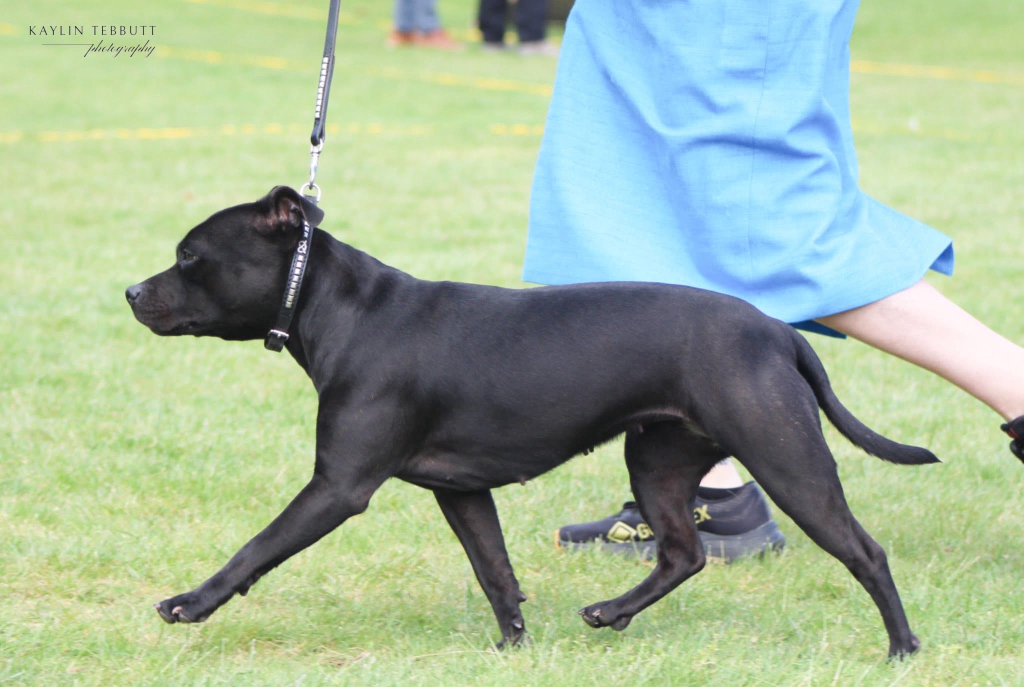 Lidaby Snip Snap Snorem Staffordshire Bull Terrier - Owned by Lisa Martel