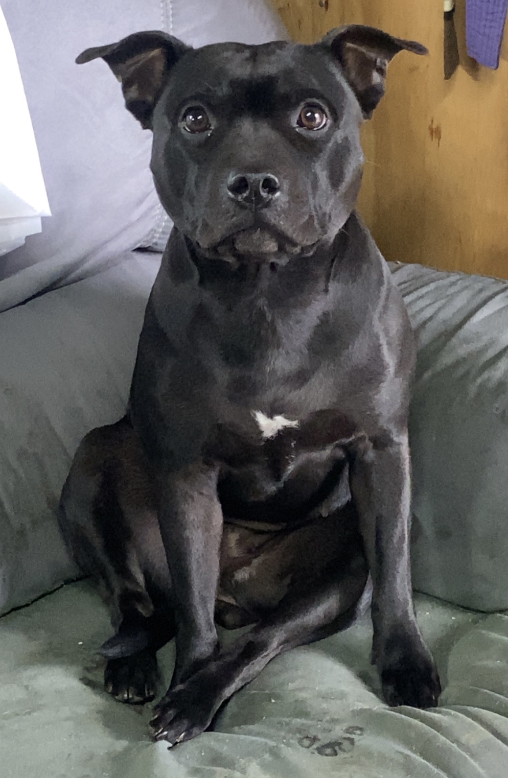 Lidaby Snip Snap Snorem Staffordshire Bull Terrier - Owned by Lisa Martel