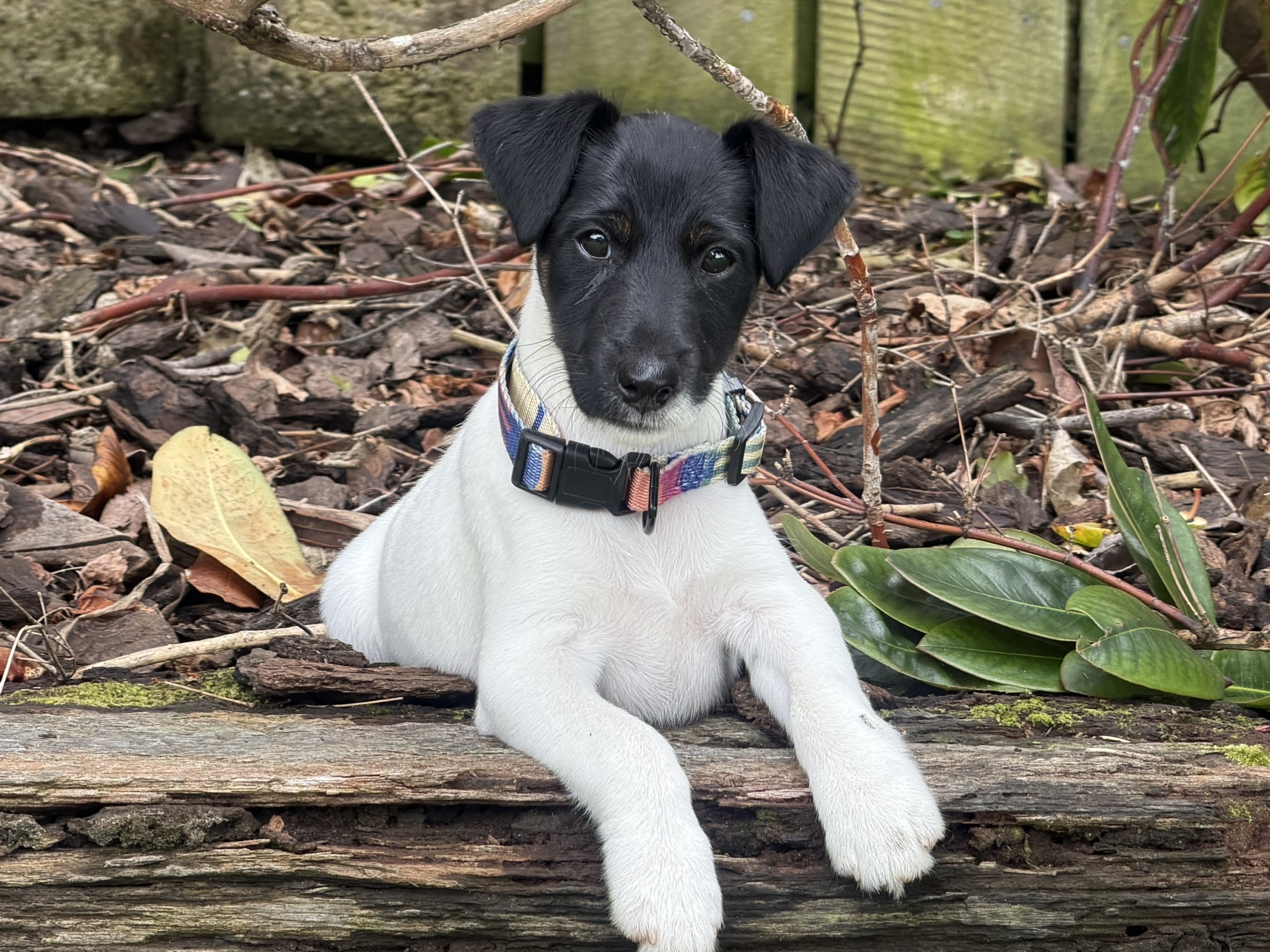Charlemagne Jean Genie Fox Terrier (Smooth) - Owned by Rick Gilchrist