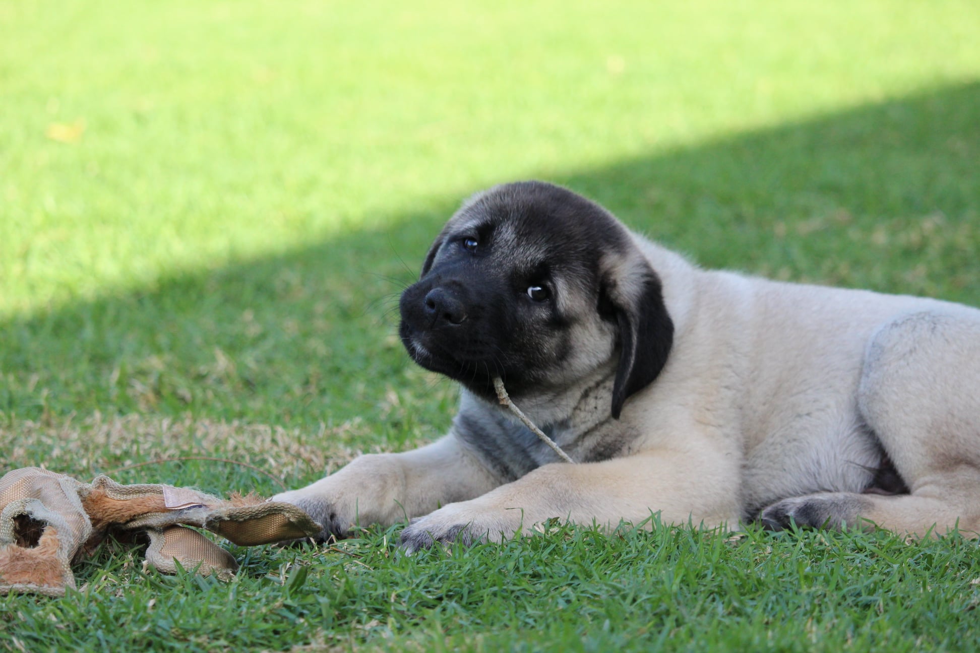Vadis Cream of the Crop - Owned by B & M Collins
